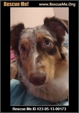 - Oregon Dog Rescue - ADOPTIONS - Rescue Me!