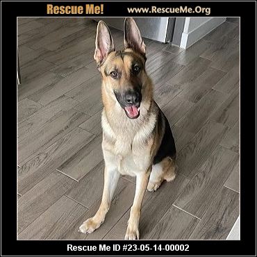- Virginia German Shepherd Rescue - ADOPTIONS - Rescue Me!