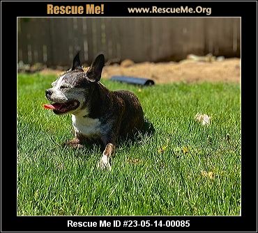 - Oregon Boston Terrier Rescue - ADOPTIONS - Rescue Me!