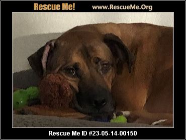 - California Rhodesian Ridgeback Rescue - ADOPTIONS - Rescue Me!