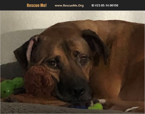 ADOPT 23051400150 ~ Rhodesian Ridgeback Rescue ~ Corona, CA