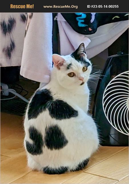 ADOPT 23051400255 ~ Manx Rescue ~ Novato, CA