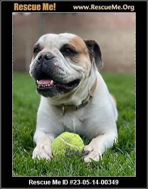 - California Bulldog Rescue - ADOPTIONS - Rescue Me!