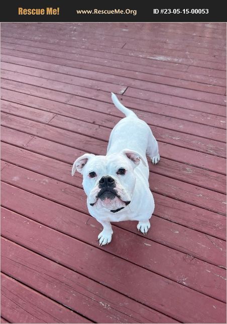 ADOPT 23051500053 ~ Bulldog Rescue ~ Indianapolis, IN