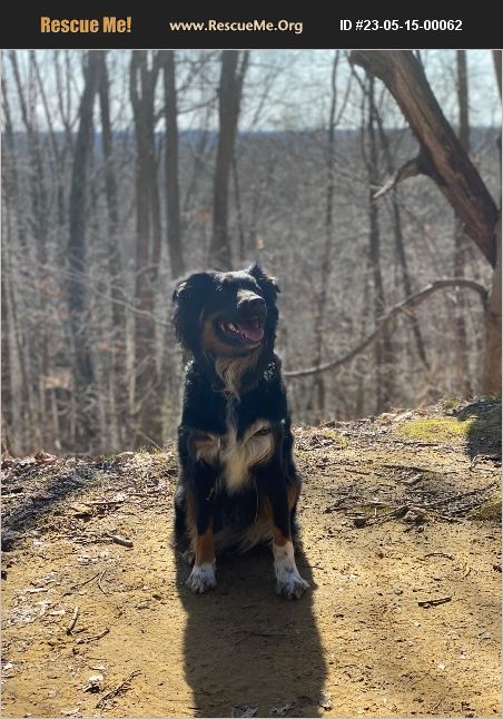 ADOPT 23051500062 ~ Australian Shepherd Rescue ~ Indianapolis, IN