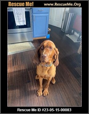 - Rhode Island Dog Rescue - ADOPTIONS - Rescue Me!