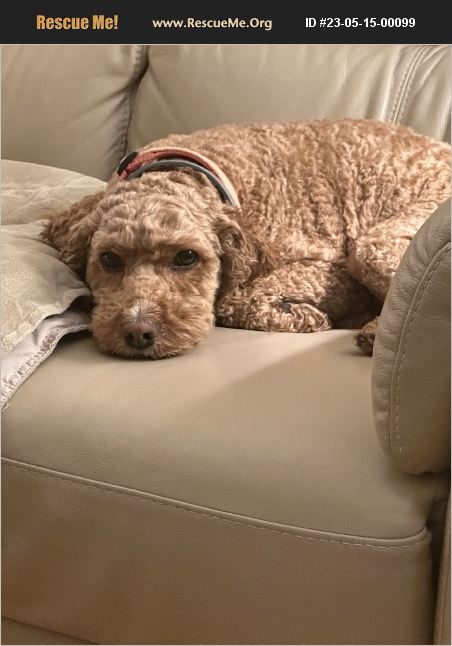 ADOPT 23051500099 ~ Cockapoo Rescue ~ Guilford, CT