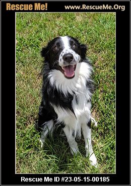 - Florida Border Collie Rescue - ADOPTIONS - Rescue Me!
