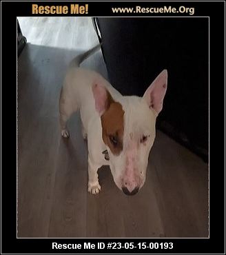 - Arizona Bull Terrier Rescue - ADOPTIONS - Rescue Me!