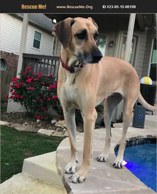 ADOPT 23051500198 ~ Rhodesian Ridgeback Rescue ~ San Antonio, TX