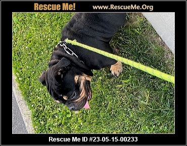 - New Jersey American Bulldog Rescue - ADOPTIONS - Rescue Me!