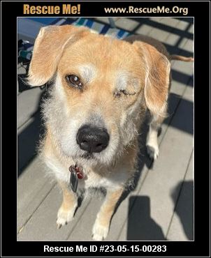 - Delaware Dog Rescue - ADOPTIONS - Rescue Me!