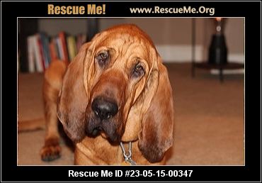 - New Jersey Bloodhound Rescue - ADOPTIONS - Rescue Me!