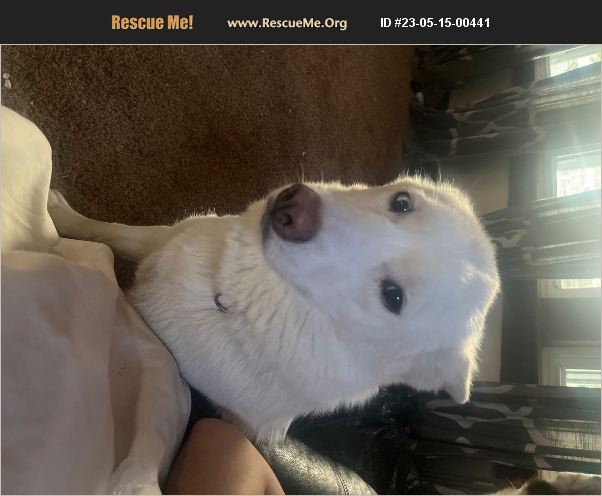 ADOPT 23051500441 ~ Siberian Husky Rescue ~ Cleveland, OH