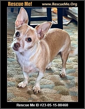 - California Corgi Rescue - ADOPTIONS - Rescue Me!