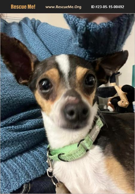 ADOPT 23051500492 ~ Rat Terrier Rescue ~ Kettering, OH