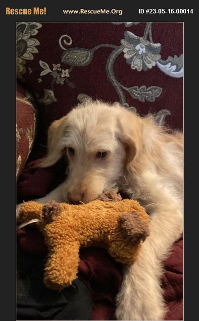 ADOPT 23051600014 ~ Lab Rescue ~ Eugene, OR