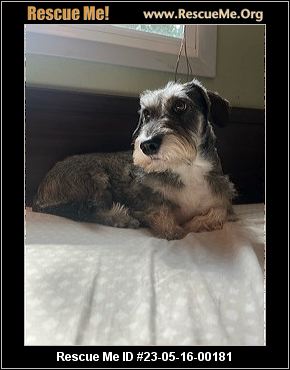 - Florida Schnauzer Rescue - ADOPTIONS - Rescue Me!