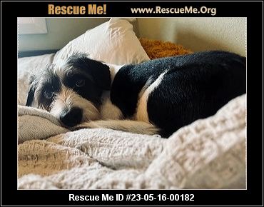 - Florida Schnauzer Rescue - ADOPTIONS - Rescue Me!