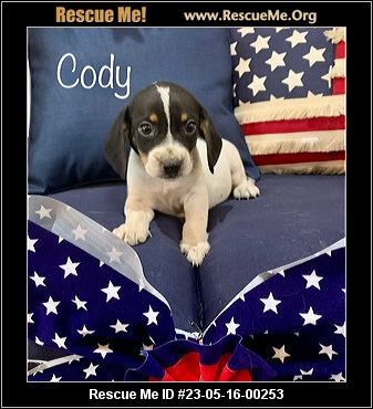 - Minnesota Dog Rescue - ADOPTIONS - Rescue Me!