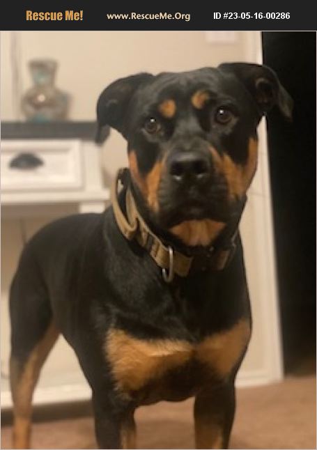 ADOPT 23051600286 ~ Rottweiler Rescue ~ SAN ANTONIO, TX