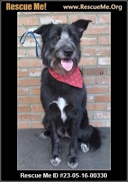 - Texas Schnauzer Rescue - ADOPTIONS - Rescue Me!