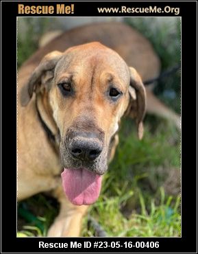 - Texas Great Dane Rescue - ADOPTIONS - Rescue Me!