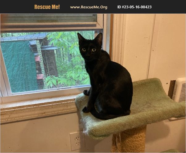 ADOPT 23051600423 ~ Domestic Cat Rescue ~ Worcester, MA