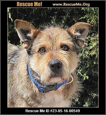 - New Mexico Dog Rescue - ADOPTIONS - Rescue Me!