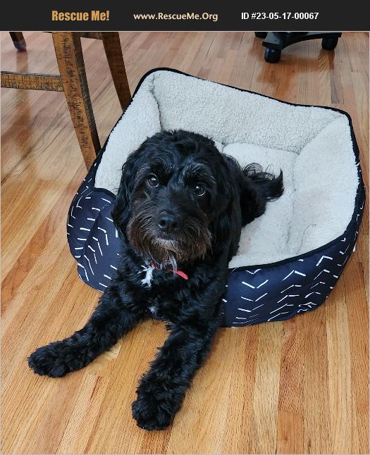 ADOPT 23051700067 ~ Cockapoo Rescue ~ Oneonta, AL
