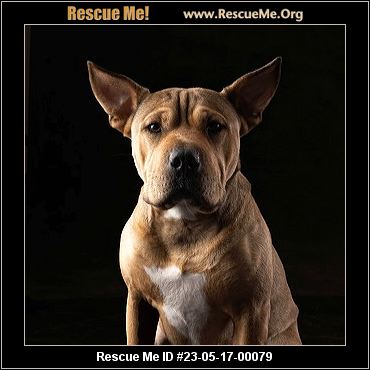 - Idaho Dog Rescue - ADOPTIONS - Rescue Me!
