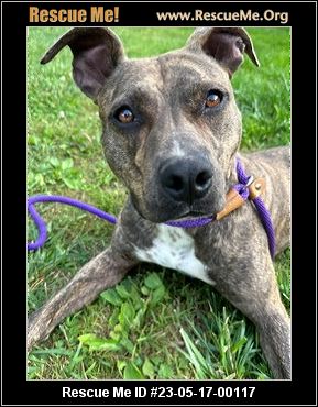 - Tennessee Boxer Rescue - ADOPTIONS - Rescue Me!