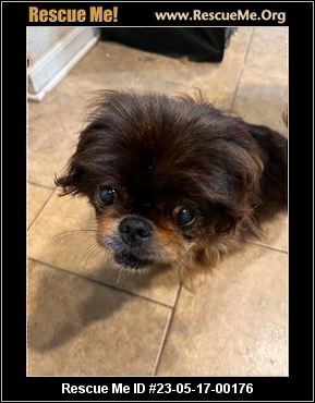- Texas Pekingese Rescue - ADOPTIONS - Rescue Me!