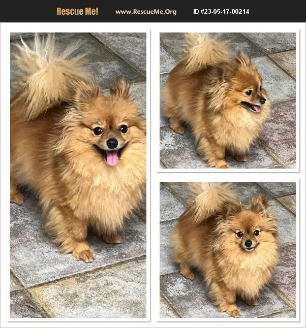 ADOPT 23051700214 ~ Pomeranian Rescue ~ HESPERIA, CA