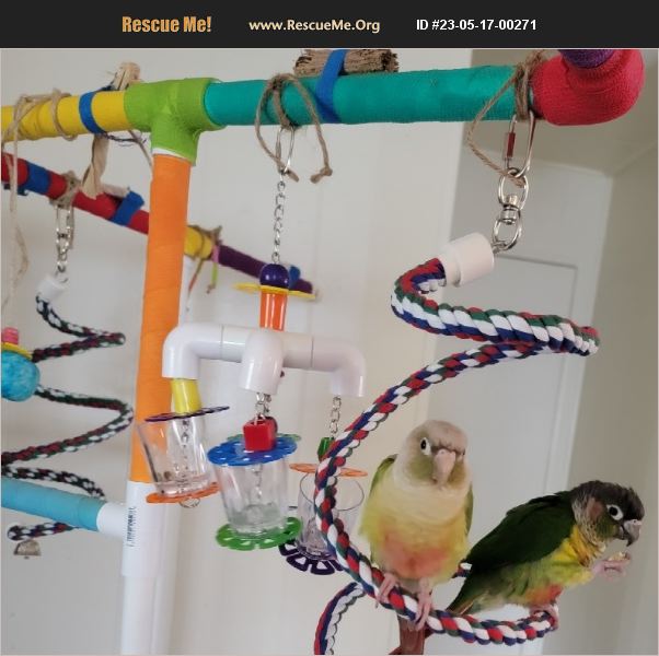 ADOPT 23051700271 ~ Pet Bird Rescue ~ Redlands, CA