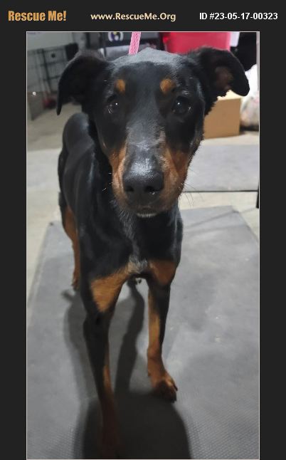 ADOPT 23051700323 ~ Doberman Pinscher Rescue ~ Fountain, CO