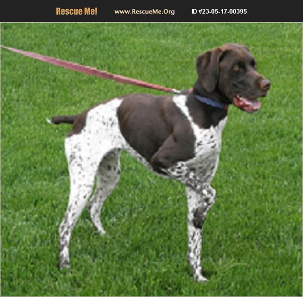 ADOPT 23051700395 ~ German Shorthaired Pointer Rescue ~ Gurnee, IL