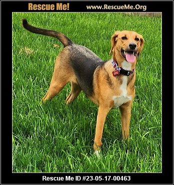 - Iowa Dog Rescue - ADOPTIONS - Rescue Me!