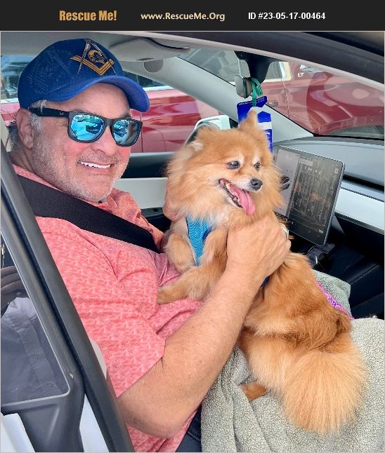ADOPT 23051700464 ~ Pomeranian Rescue ~ West Palm Beach, FL