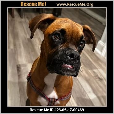 - Alabama Boxer Rescue - ADOPTIONS - Rescue Me!