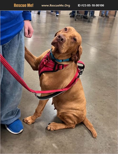 ADOPT 23051800106 ~ Vizsla Rescue ~ Kutztown, PA