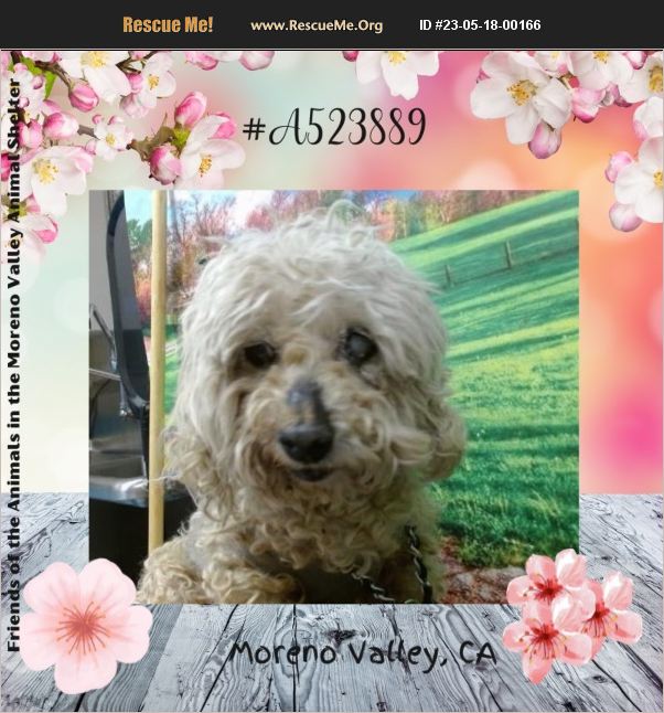 ADOPT 23051800166 ~ Poodle Rescue ~ Moreno Valley, CA
