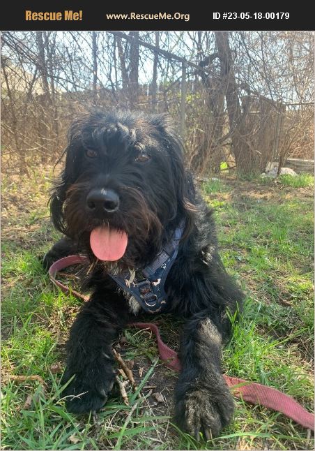 ADOPT 23051800179 ~ Portuguese Water Dog Rescue ~ Saline, MI