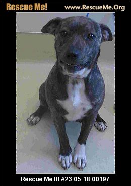 - Indiana Dog Rescue - ADOPTIONS - Rescue Me!