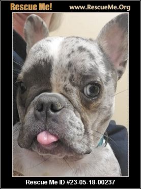 - California French Bulldog Rescue - ADOPTIONS - Rescue Me!
