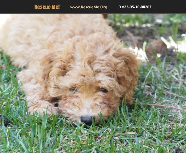 ADOPT 23051800287 ~ Cockapoo Rescue ~ Parker, CO