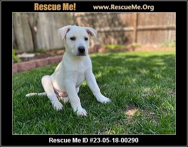 - Colorado Lab Rescue - ADOPTIONS - Rescue Me!