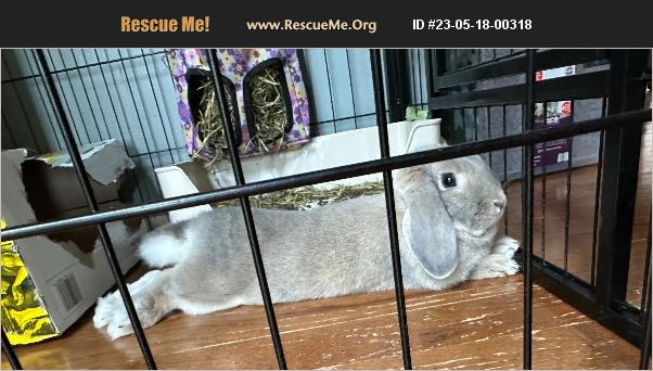 ADOPT 23051800318 ~ Rabbit Rescue ~ Plainfield, IL