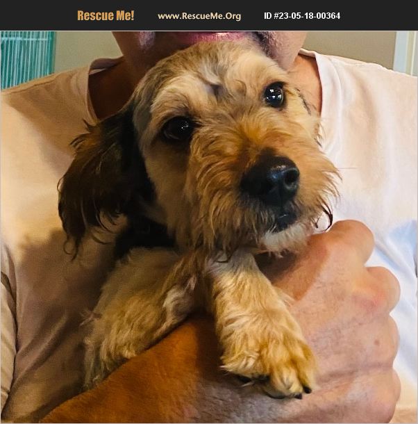 ADOPT 23051800364 ~ Yorkie Rescue ~ Van Nuys, CA