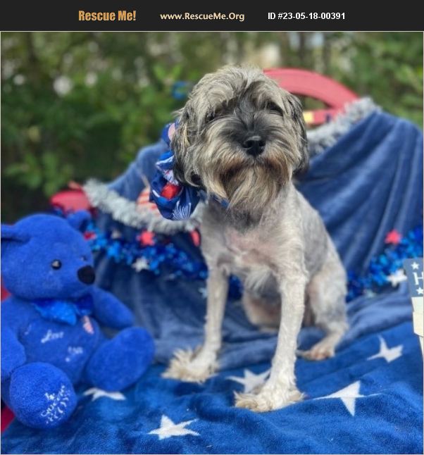 ADOPT 23051800391 ~ Schnauzer Rescue ~ Sebring, FL